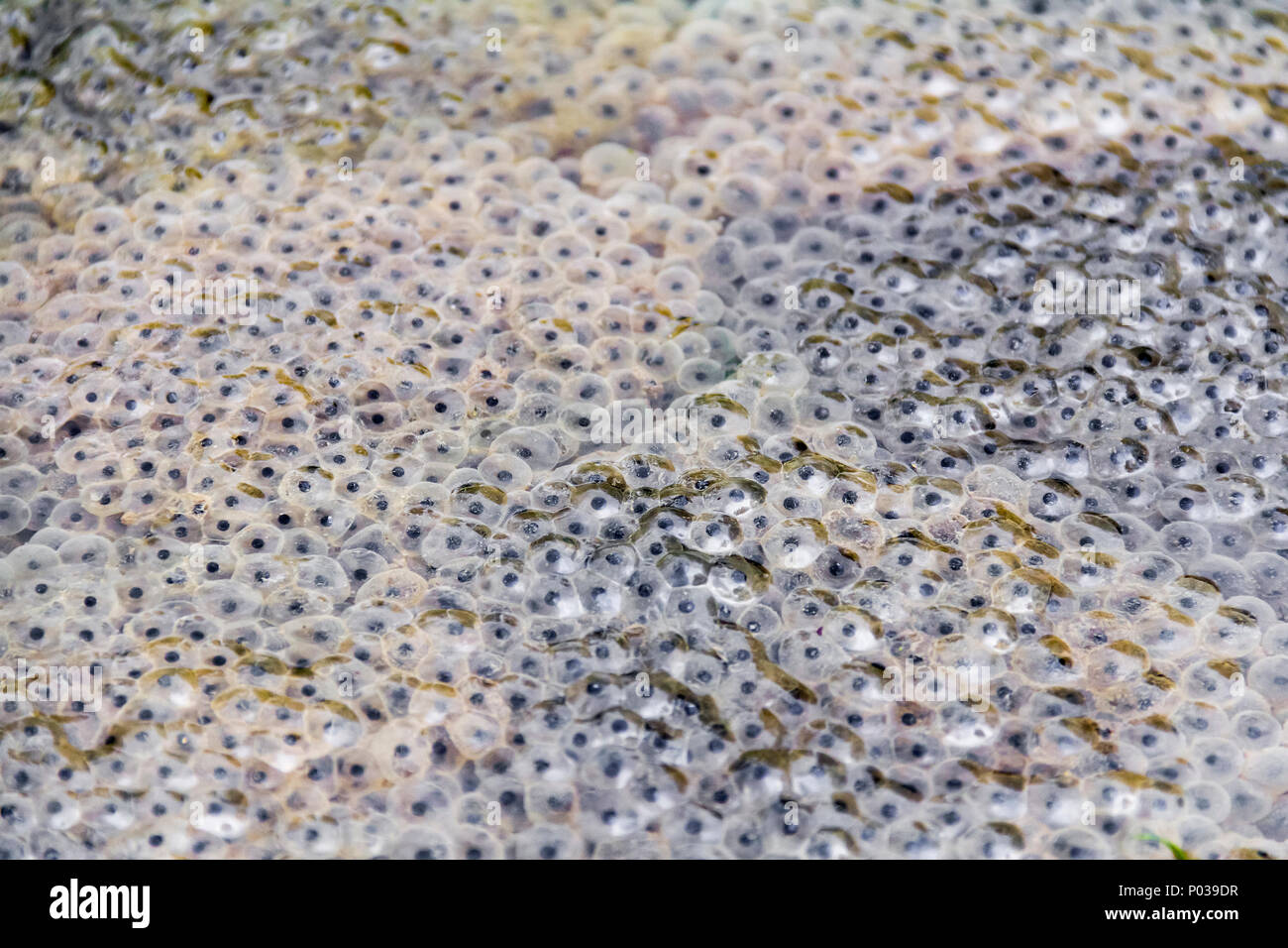 Frog egg cells hi-res stock photography and images - Alamy