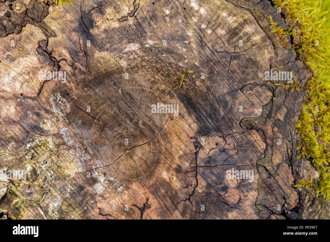 Transverse section tree hi-res stock photography and images - Alamy