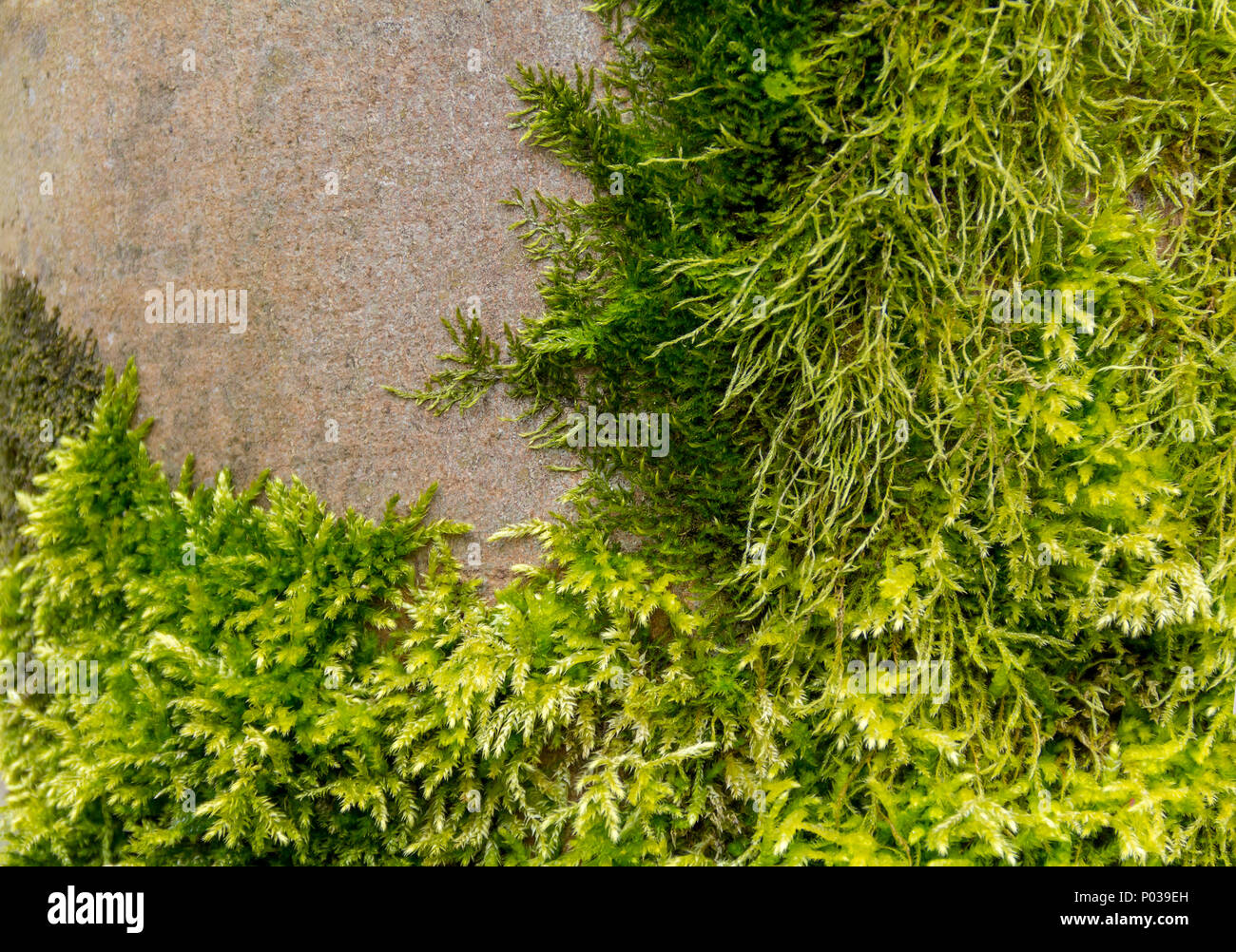 Moss overgrown tree hi-res stock photography and images - Alamy