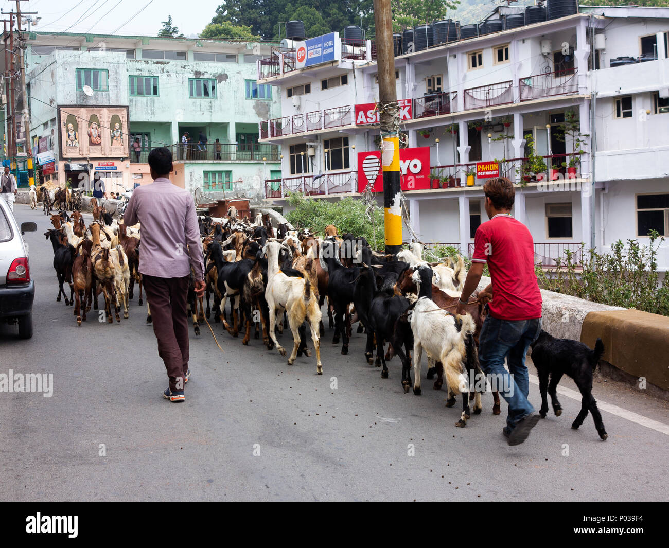 Indian Goats Stock Photos & Indian Goats Stock Images - Alamy