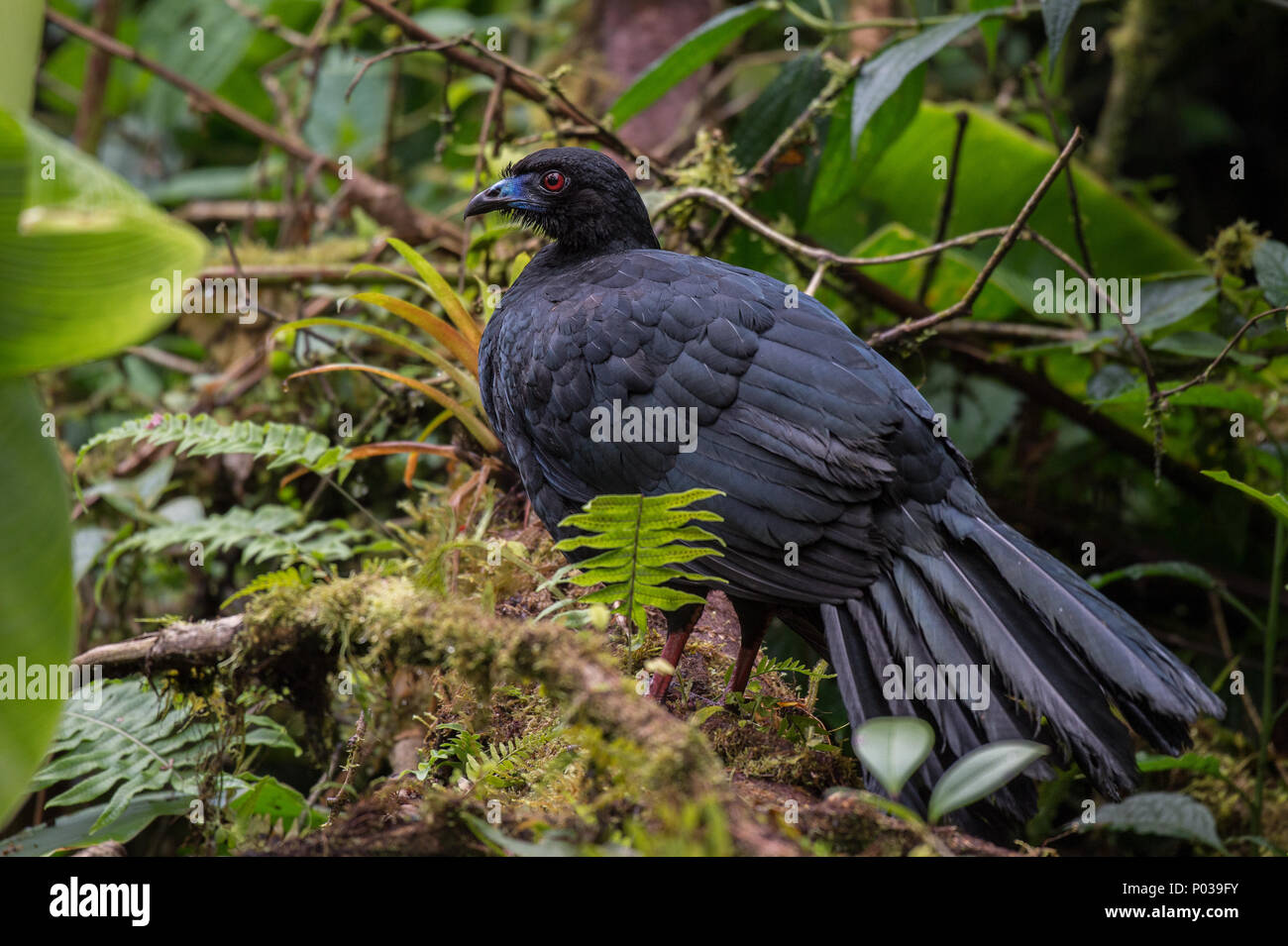 Black Guan, Chamaepetes unicolor, Cracidae, endemic Costa Rica and ...