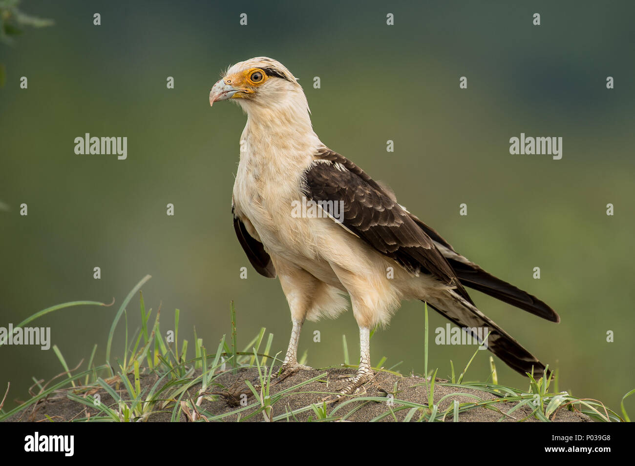 Yellow-headed Caracara, Milvago chimachima, Accipitridae, Rio Tarcoles ...