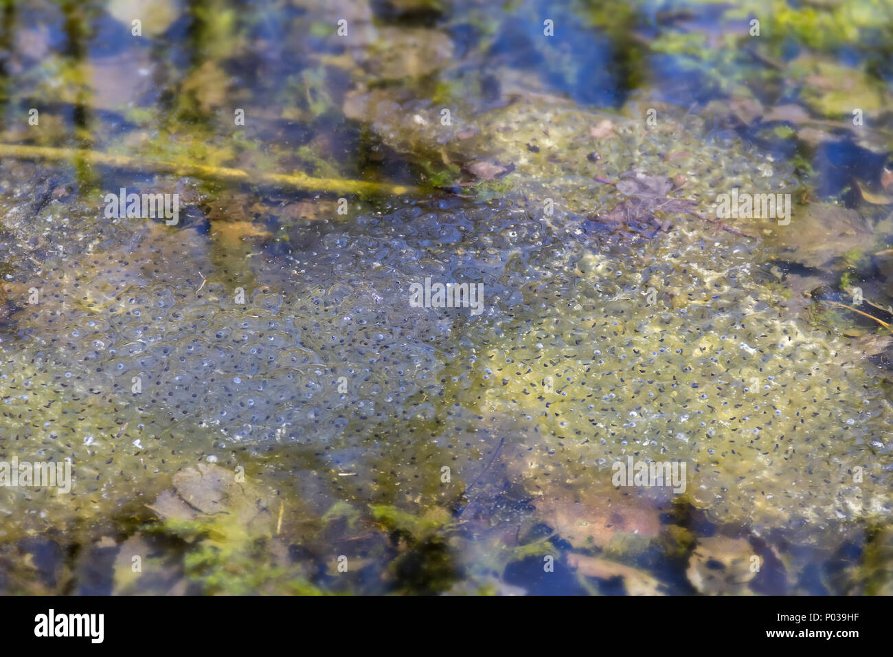 lots of frog spawn clusters at early spring time in natural ambiance ...