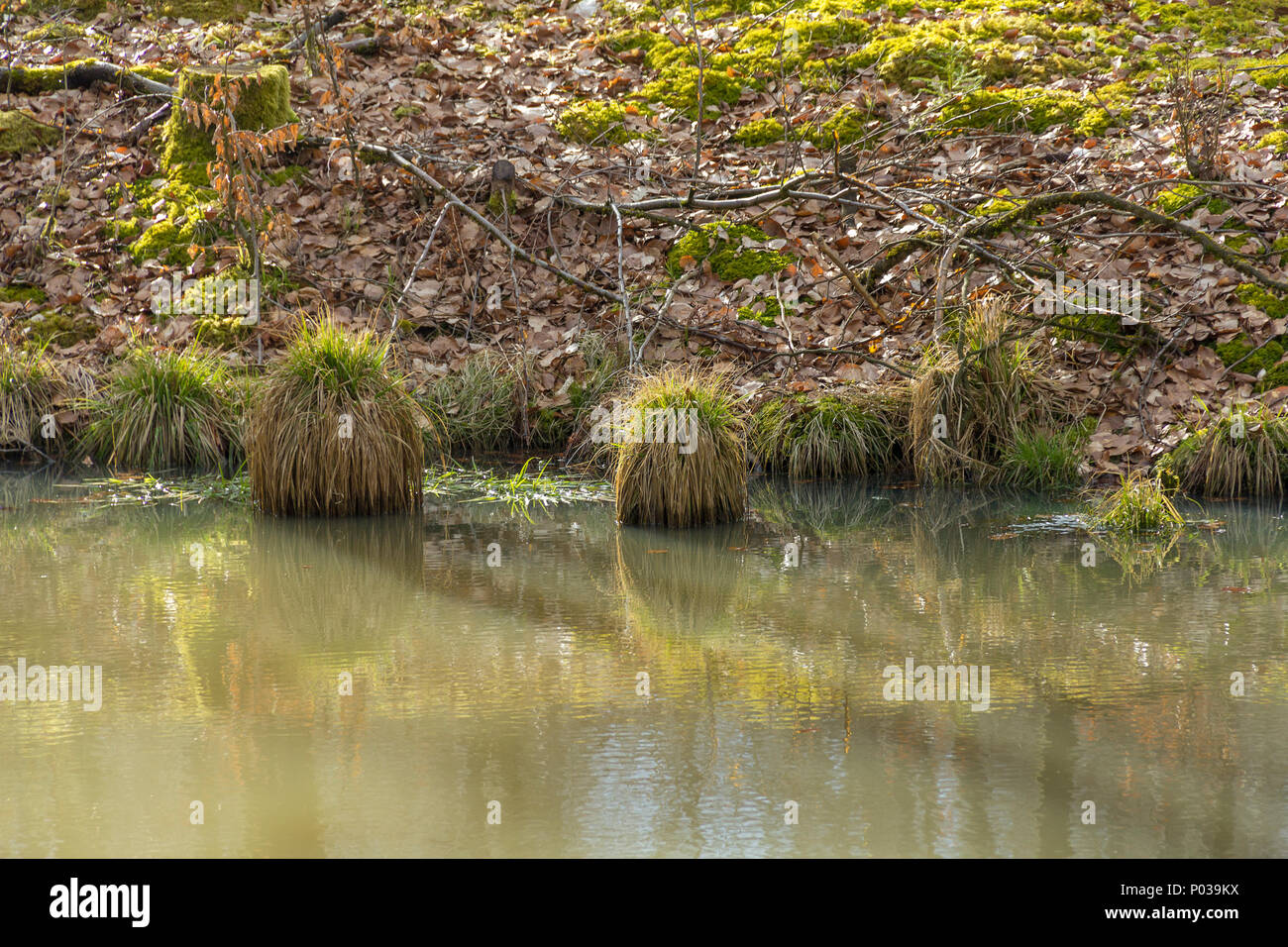 riparian scenery including some grass plants at early spring time Stock ...