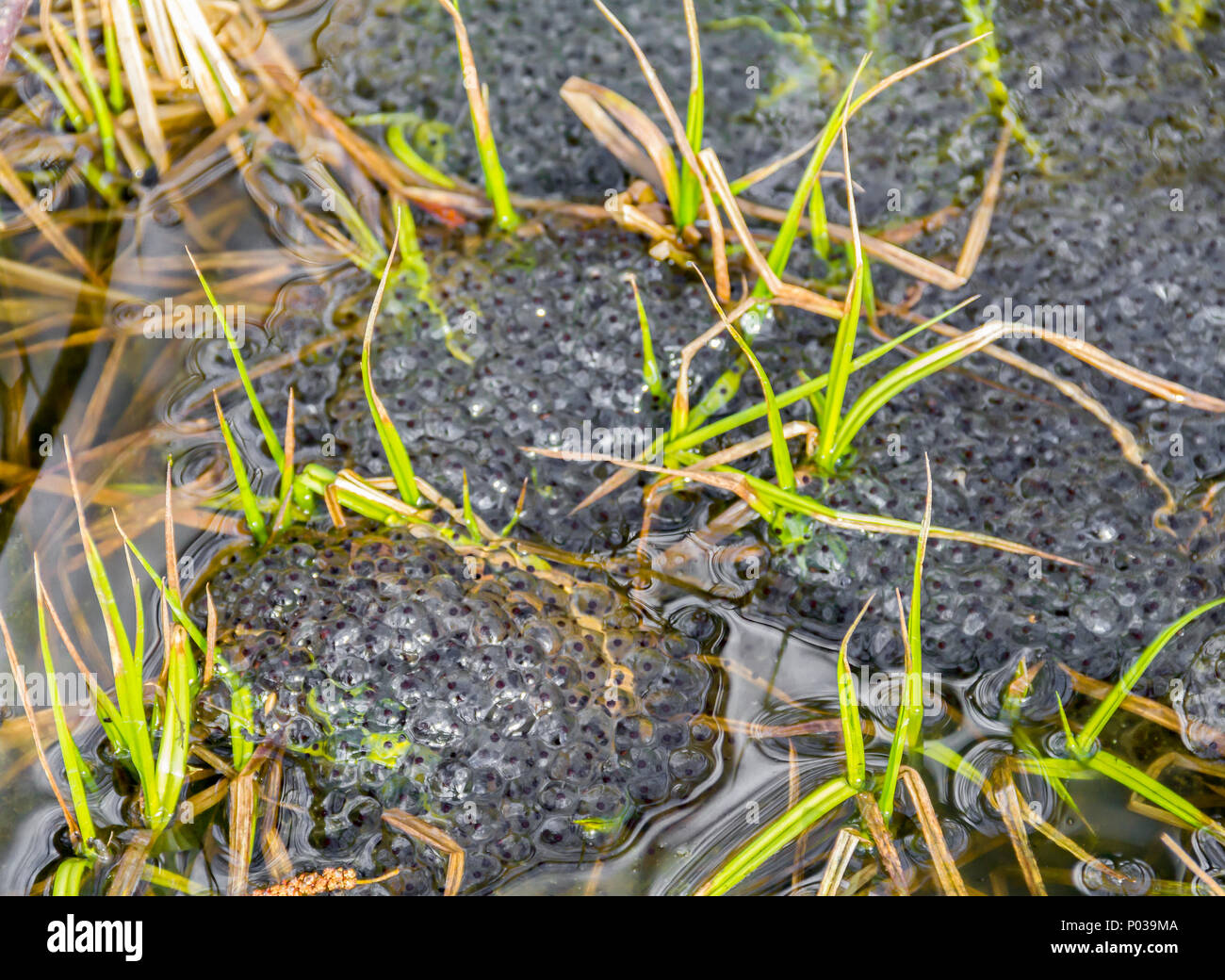 lots of frog spawn clusters at early spring time in natural ambiance ...