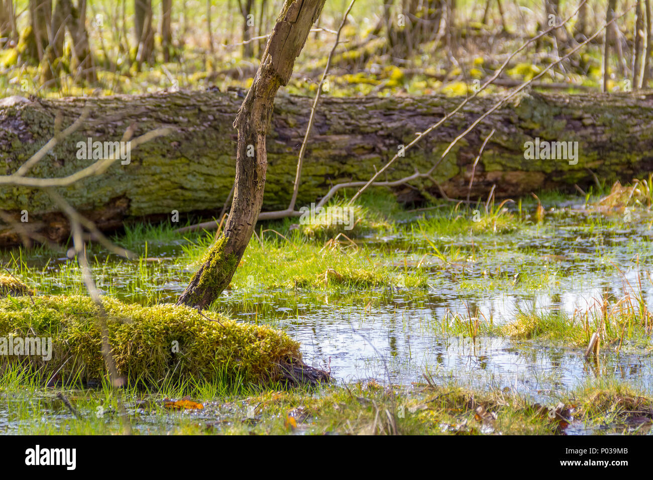 swamp scenery in a forest in Southern Germany at early spring time ...