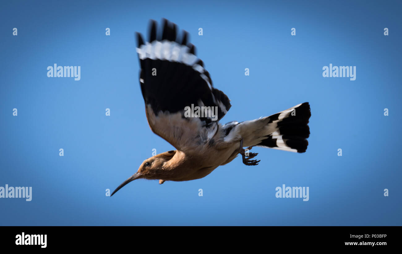 Hoopee- Israel National bird in flight Stock Photo - Alamy