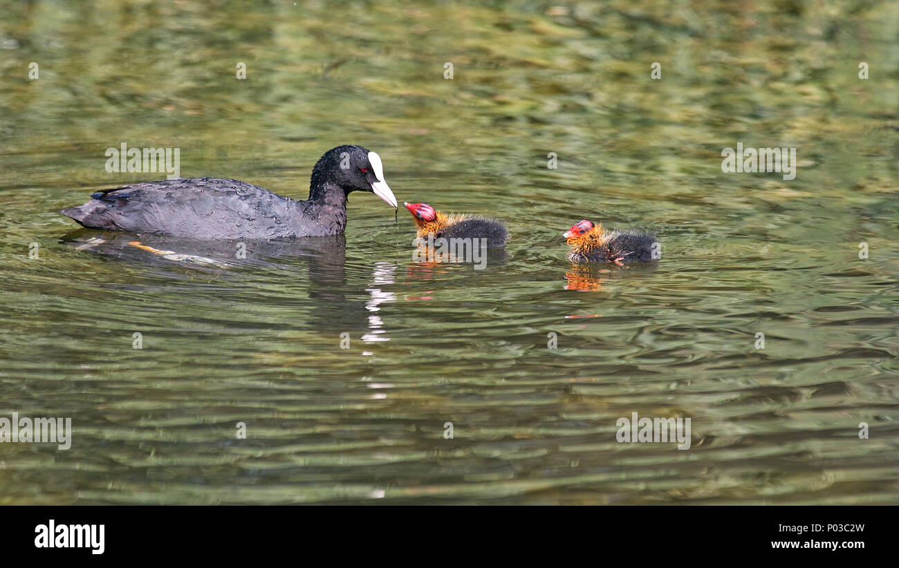 Coot in water plants hi-res stock photography and images - Alamy
