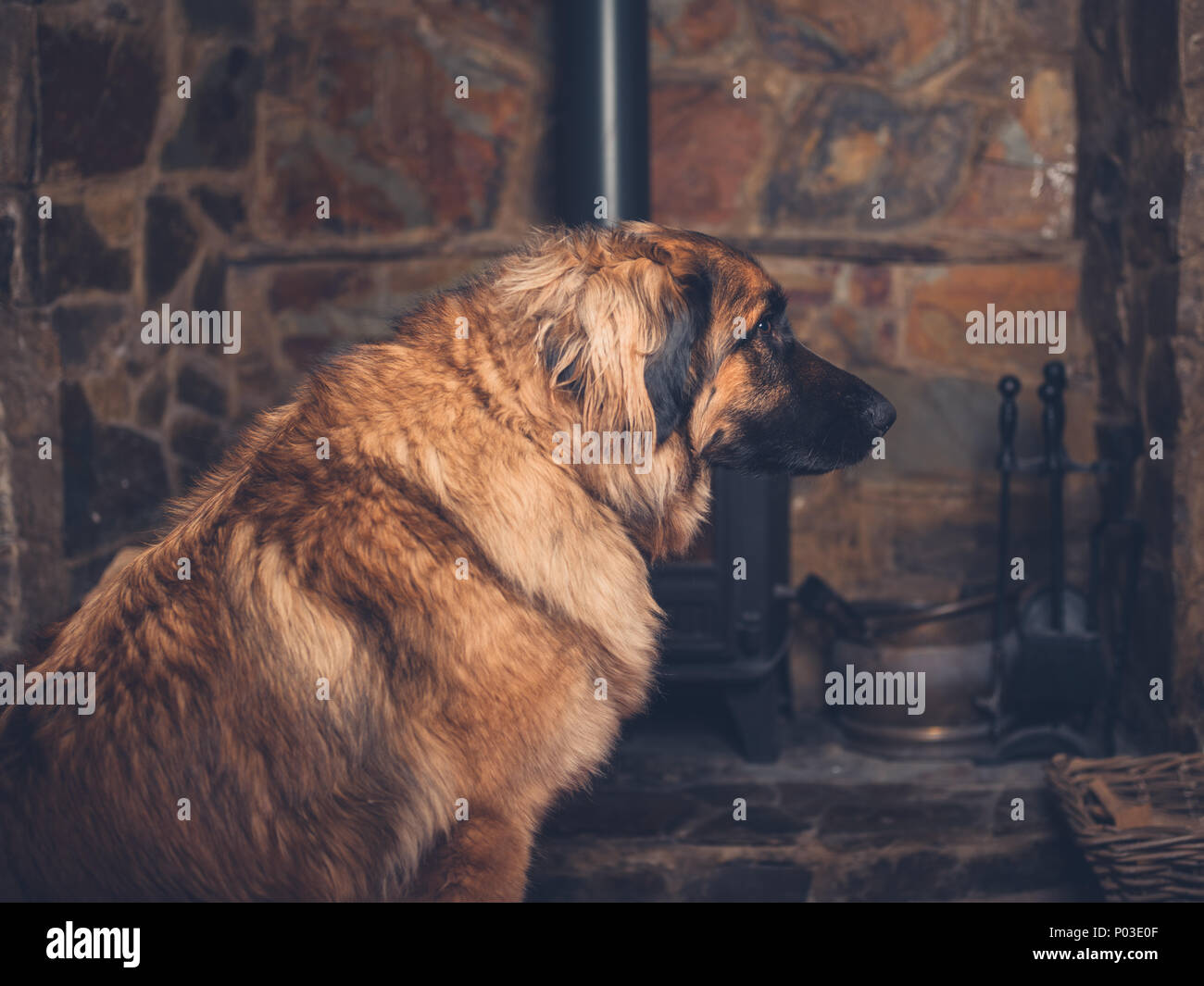 Log burner dog hi-res stock photography and images - Alamy
