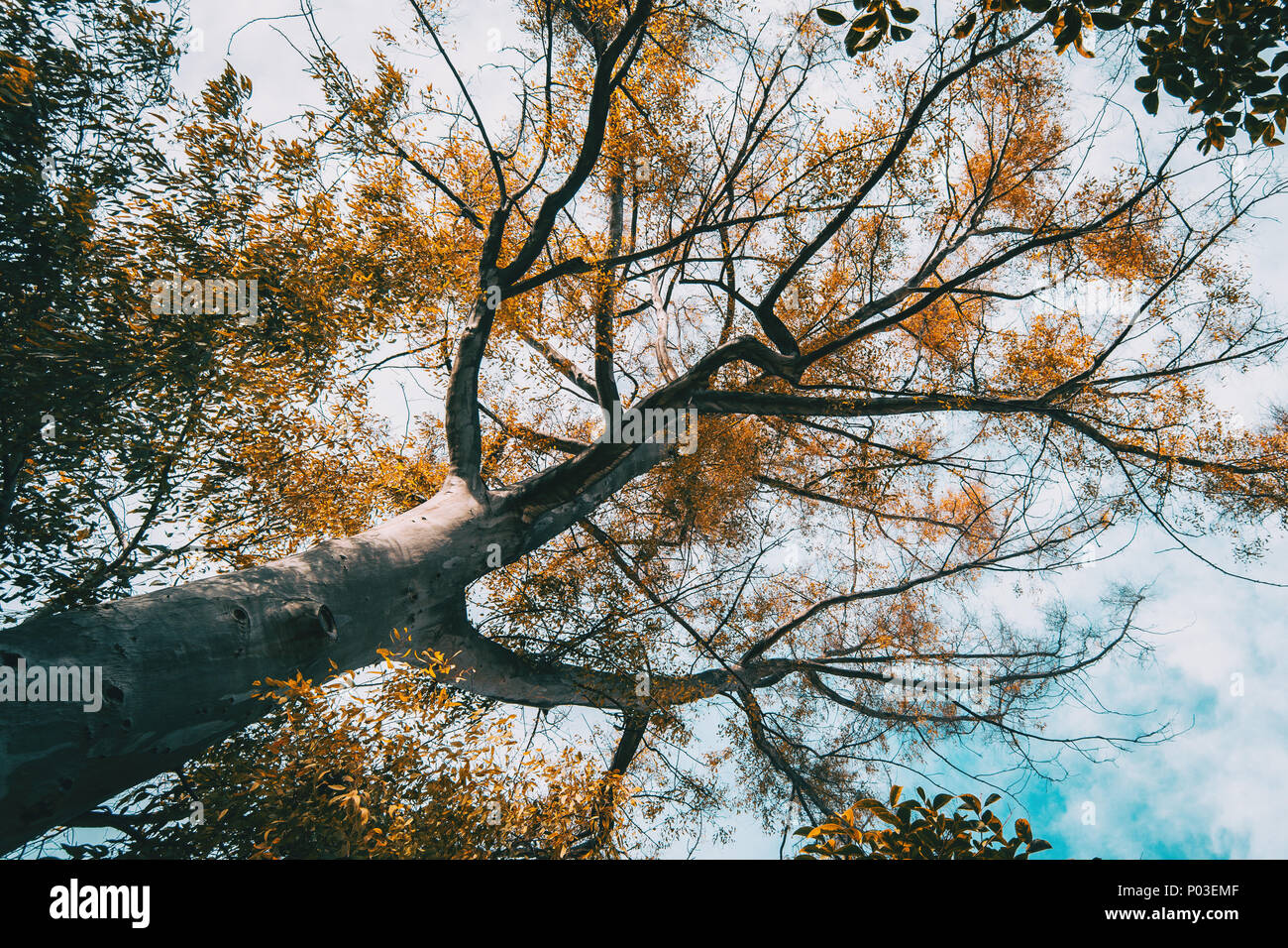 Empty wood trunk hi-res stock photography and images - Alamy