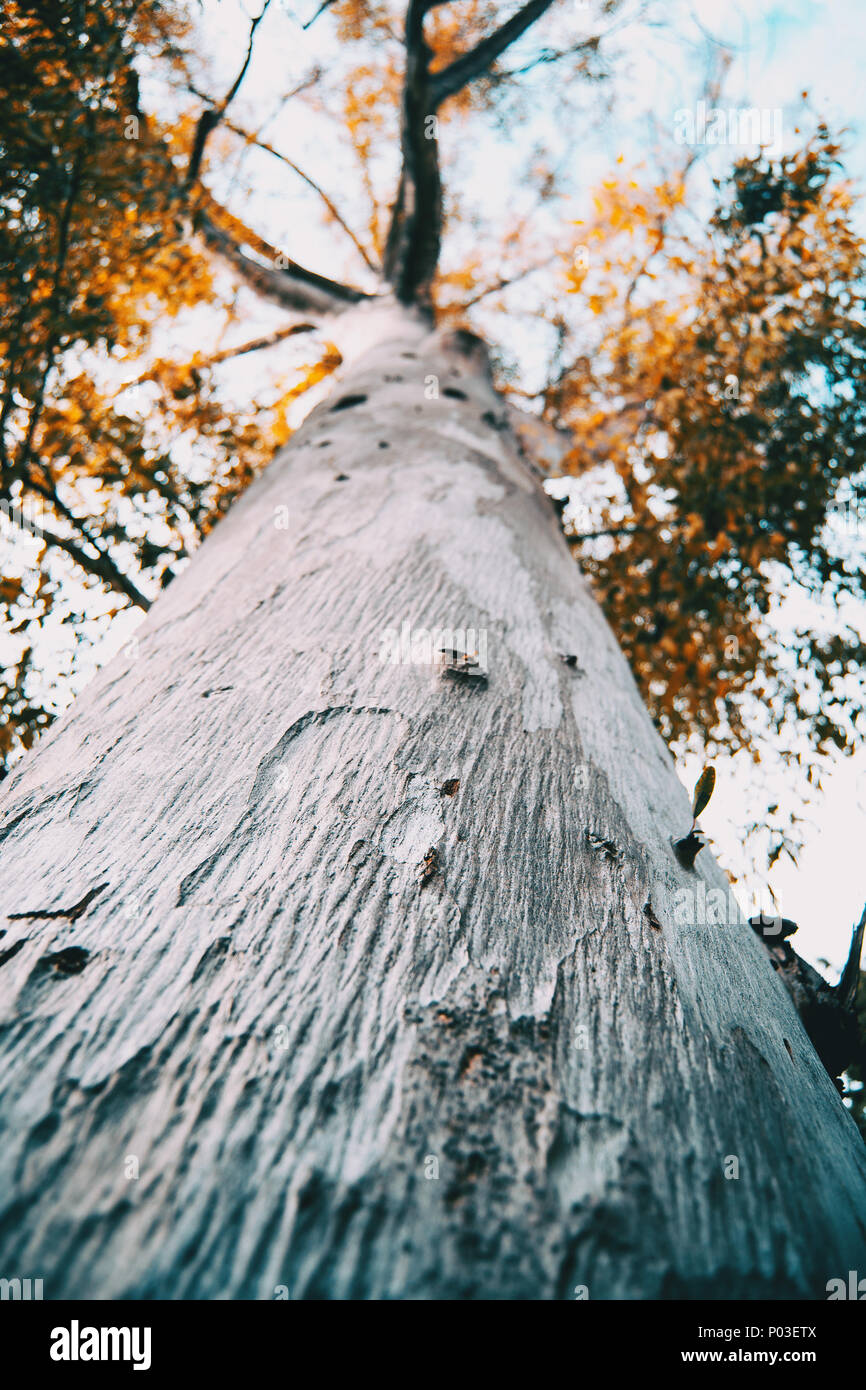 tree and trunk branches seen from below Stock Photo - Alamy