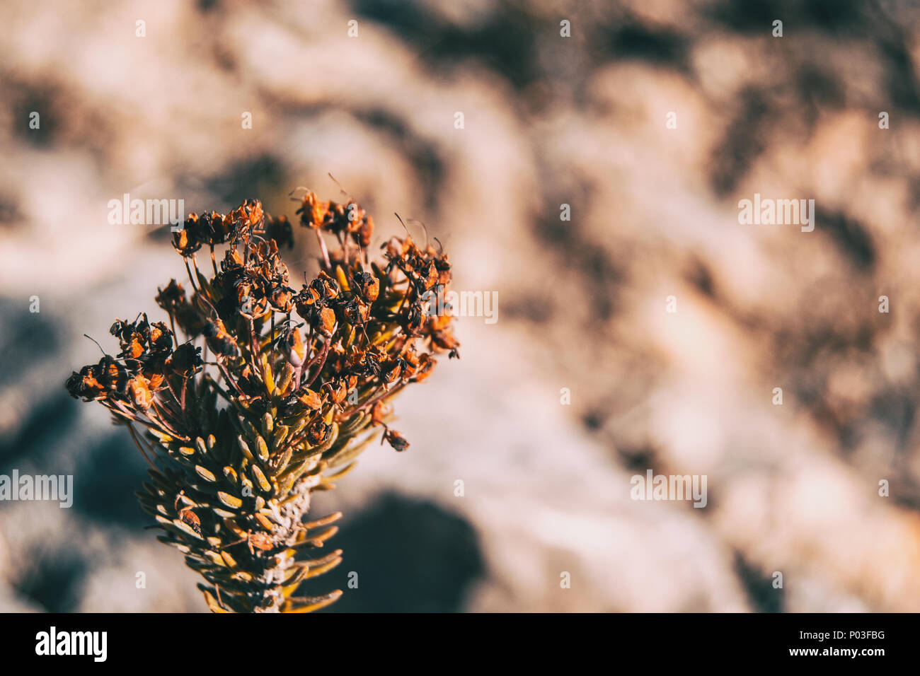 Erica Multiflora High Resolution Stock Photography and Images - Alamy