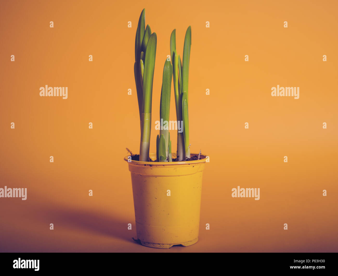 A young daffodil flower growing in a pot Stock Photo - Alamy