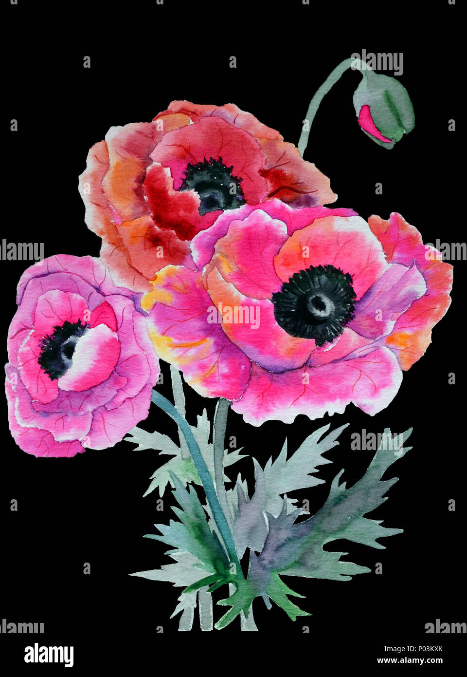 Hand drawn watercolor poppies set. Isolated on black background. For ...