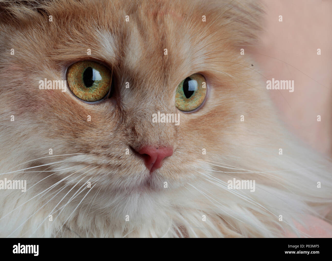 Cat face portrait in studio Stock Photo - Alamy