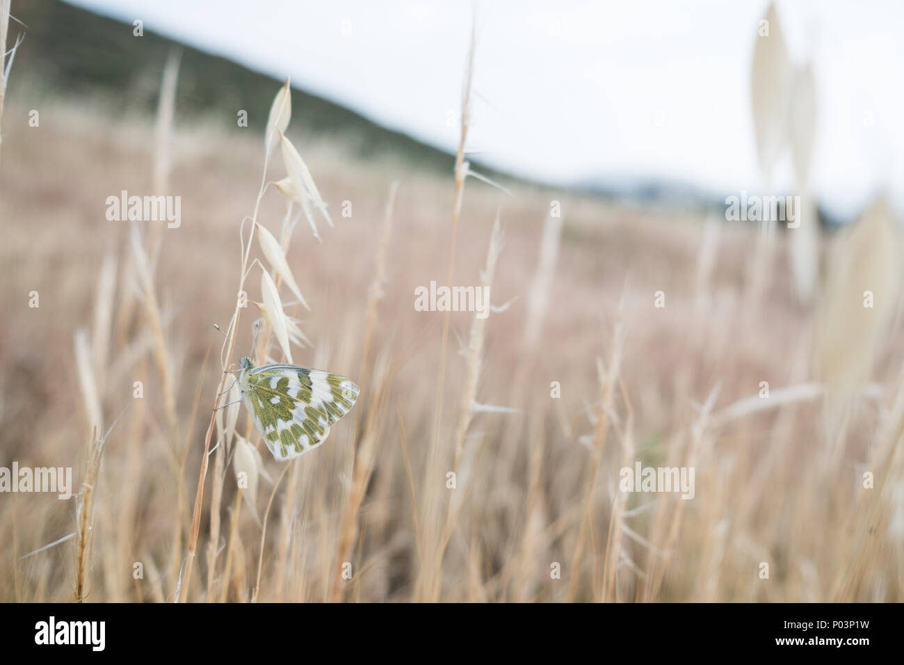Greece nature butterfly hi-res stock photography and images - Alamy