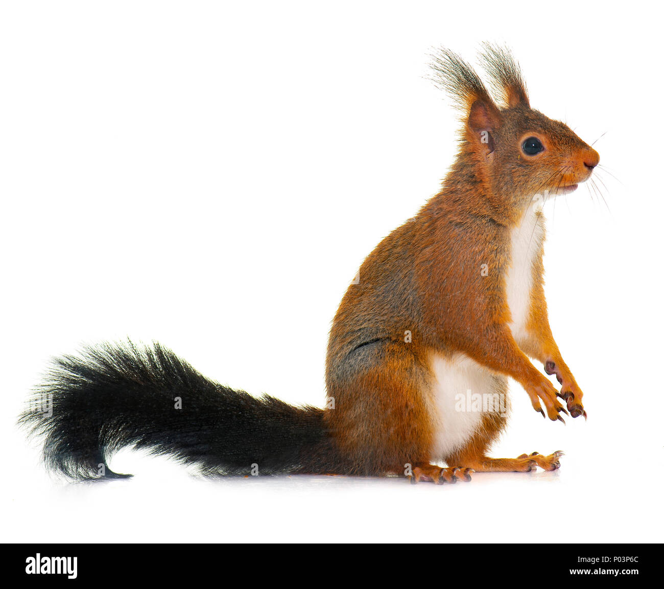 Eurasian red squirrel in front of white background Stock Photo - Alamy