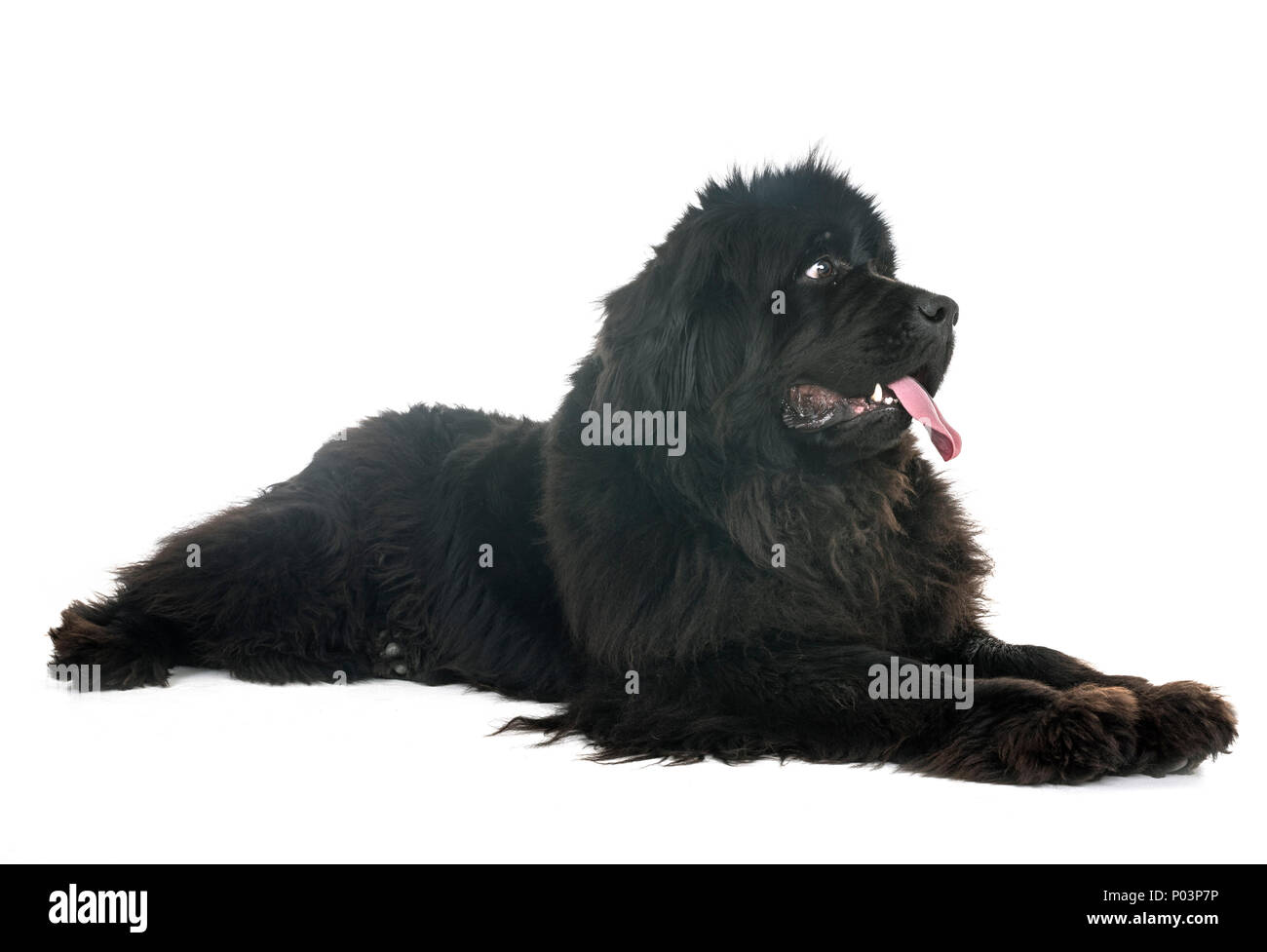 newfoundland dog in front of white background Stock Photo - Alamy