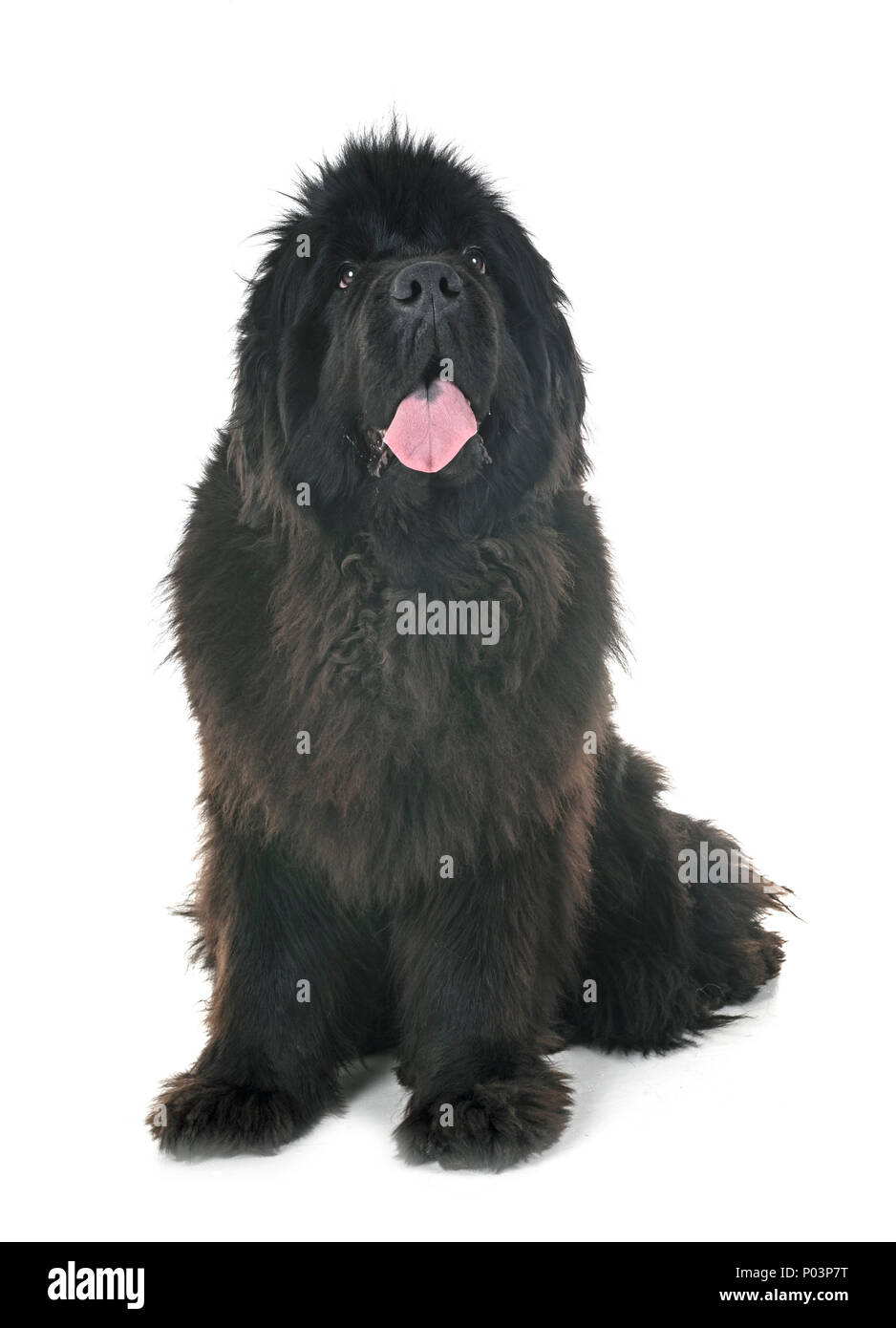 newfoundland dog in front of white background Stock Photo - Alamy