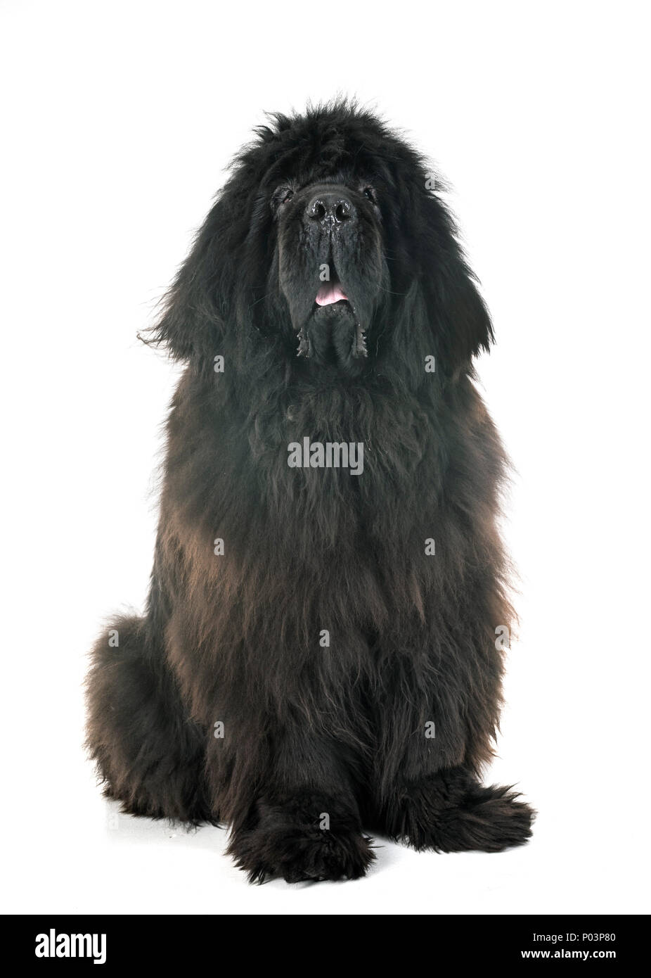 tibetan mastiff in front of white background Stock Photo - Alamy