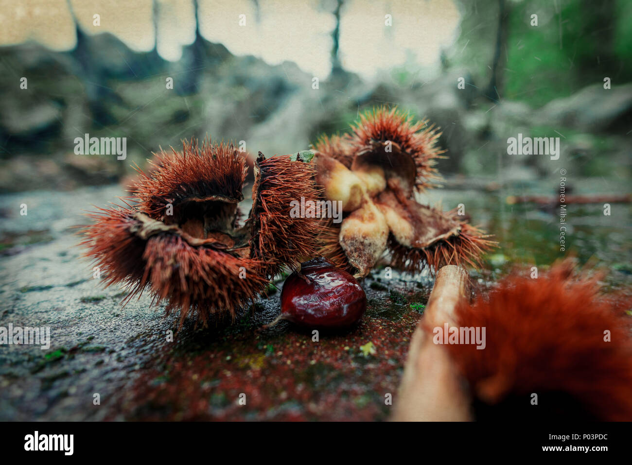 Myart hi-res stock photography and images - Alamy