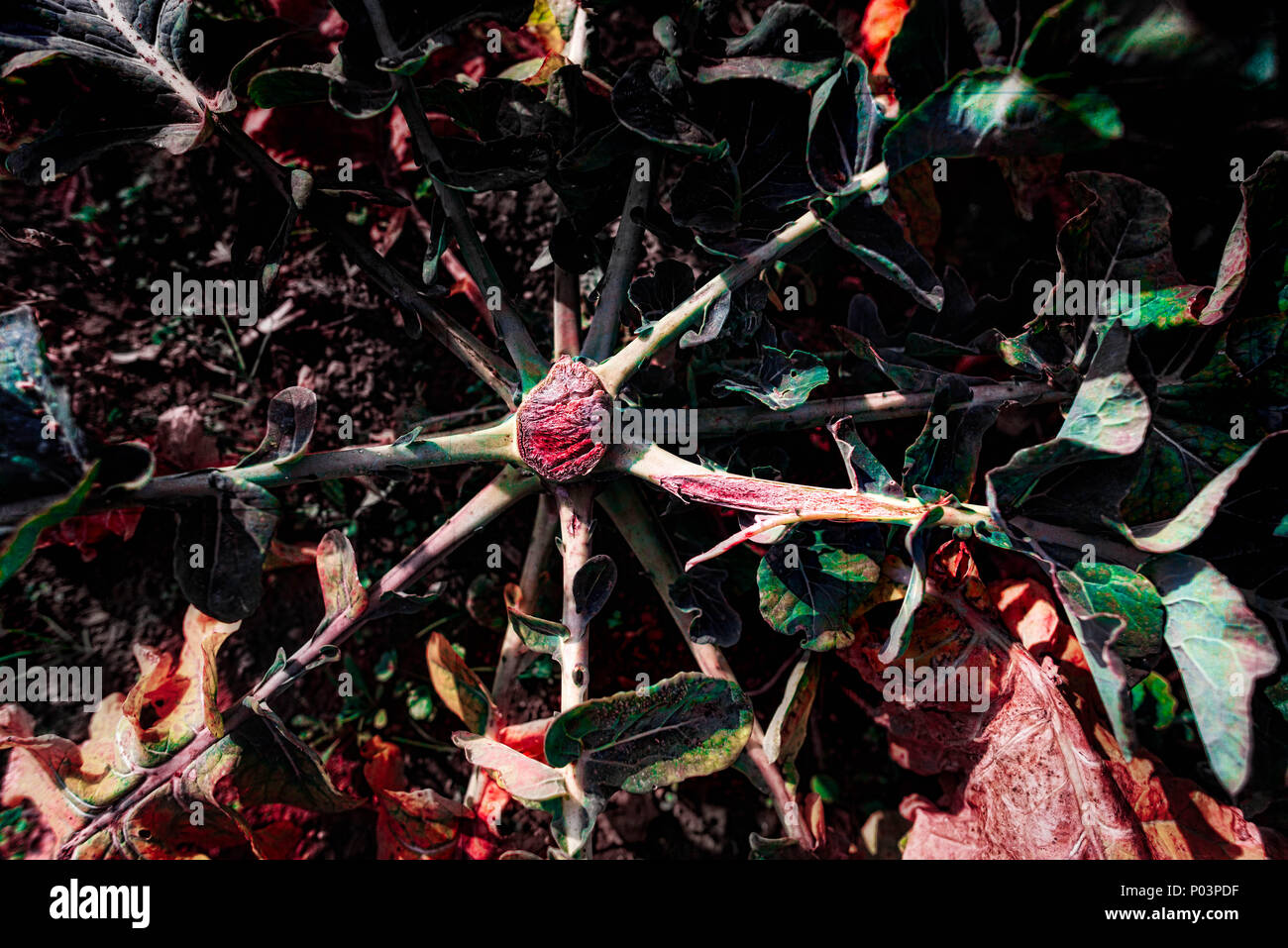 Digitalphotography hi-res stock photography and images - Alamy