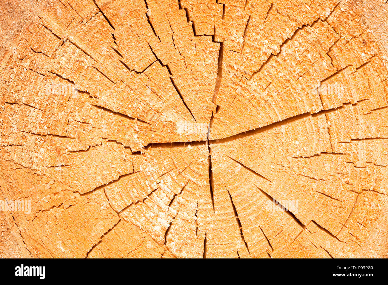 Cut Tree Showing Circle Patterns of Annual Growth Stock Photo - Alamy