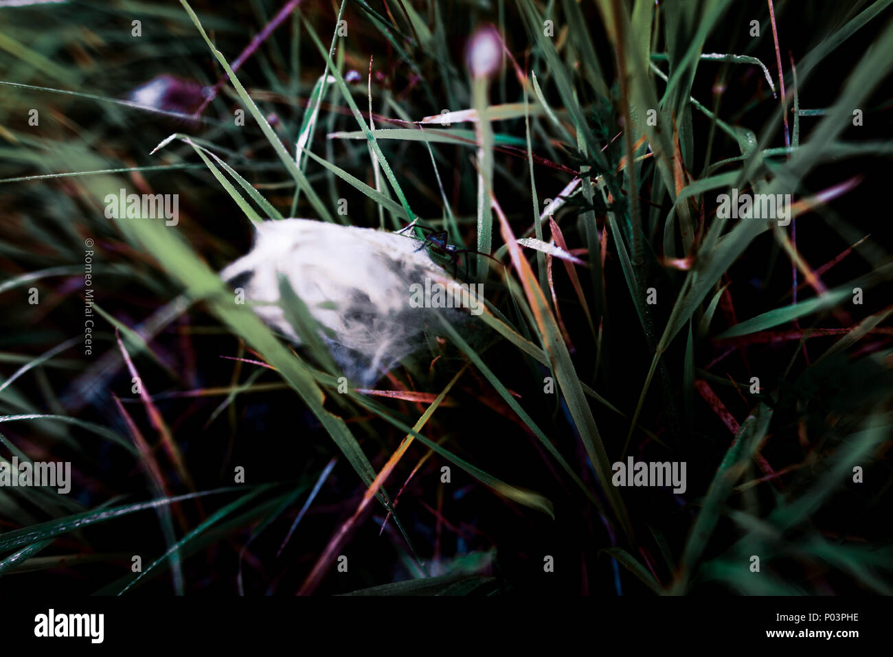 all around me, nature, colors, life Stock Photo - Alamy