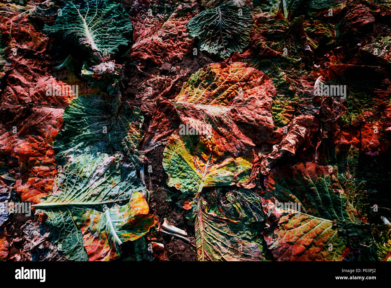 Myart hi-res stock photography and images - Alamy