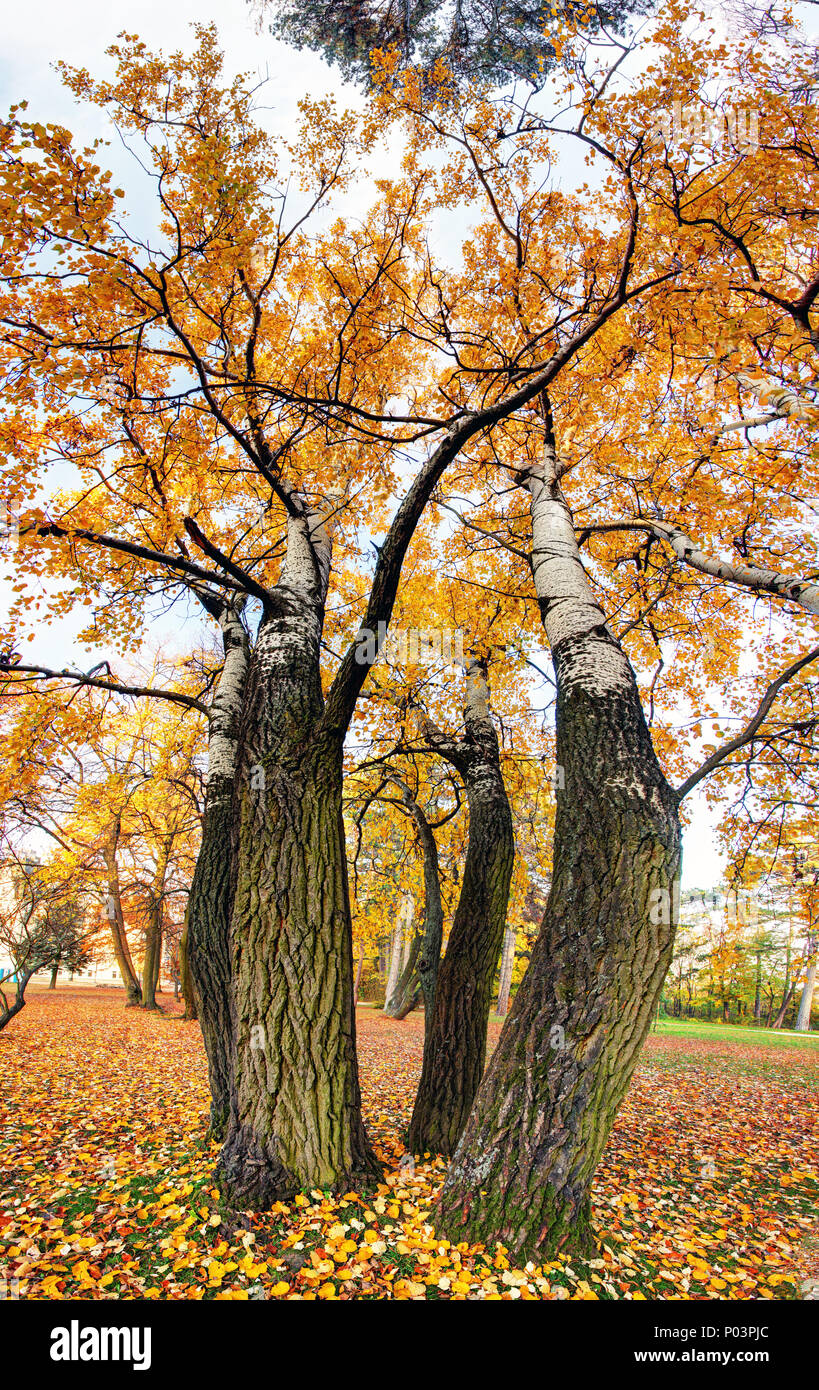 Birch tree as vertical panorama at autumn Stock Photo - Alamy