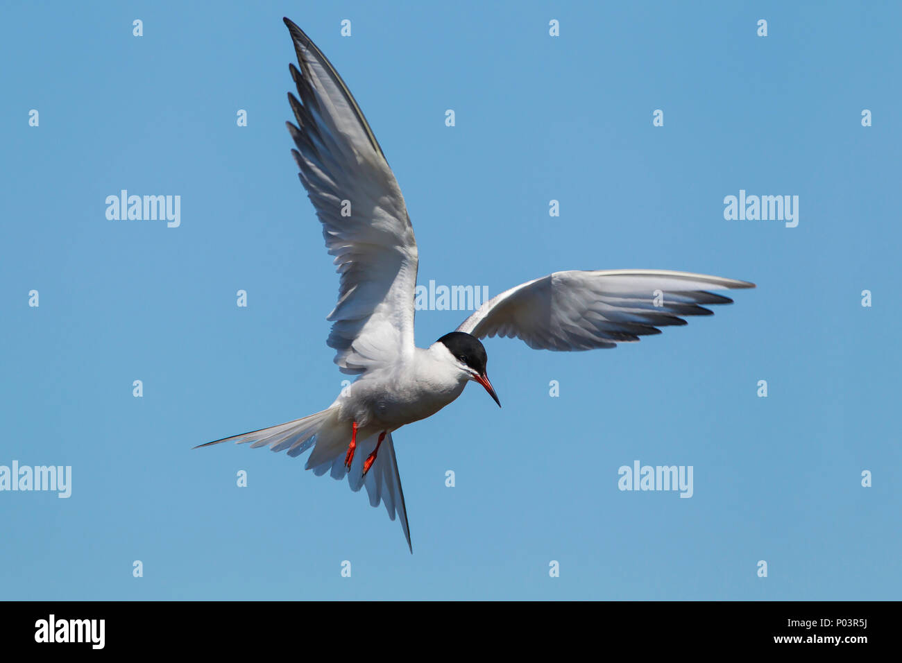 Common Tern in flight Stock Photo - Alamy