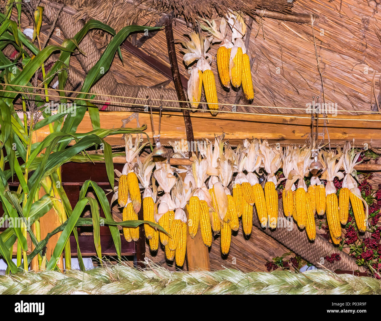 Ripe corn texture hi-res stock photography and images - Alamy