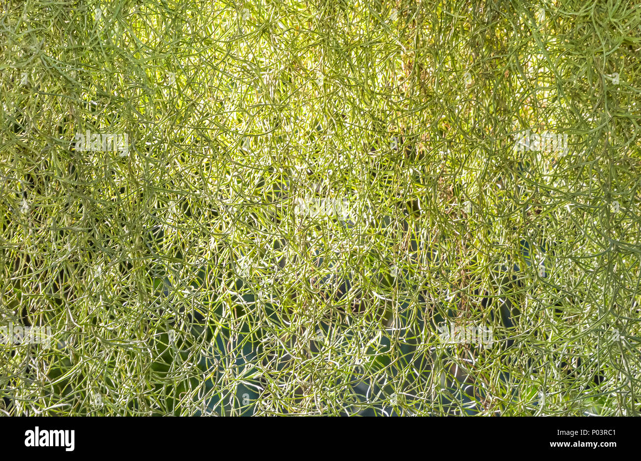 beautiful closeup plant texture background Stock Photo - Alamy