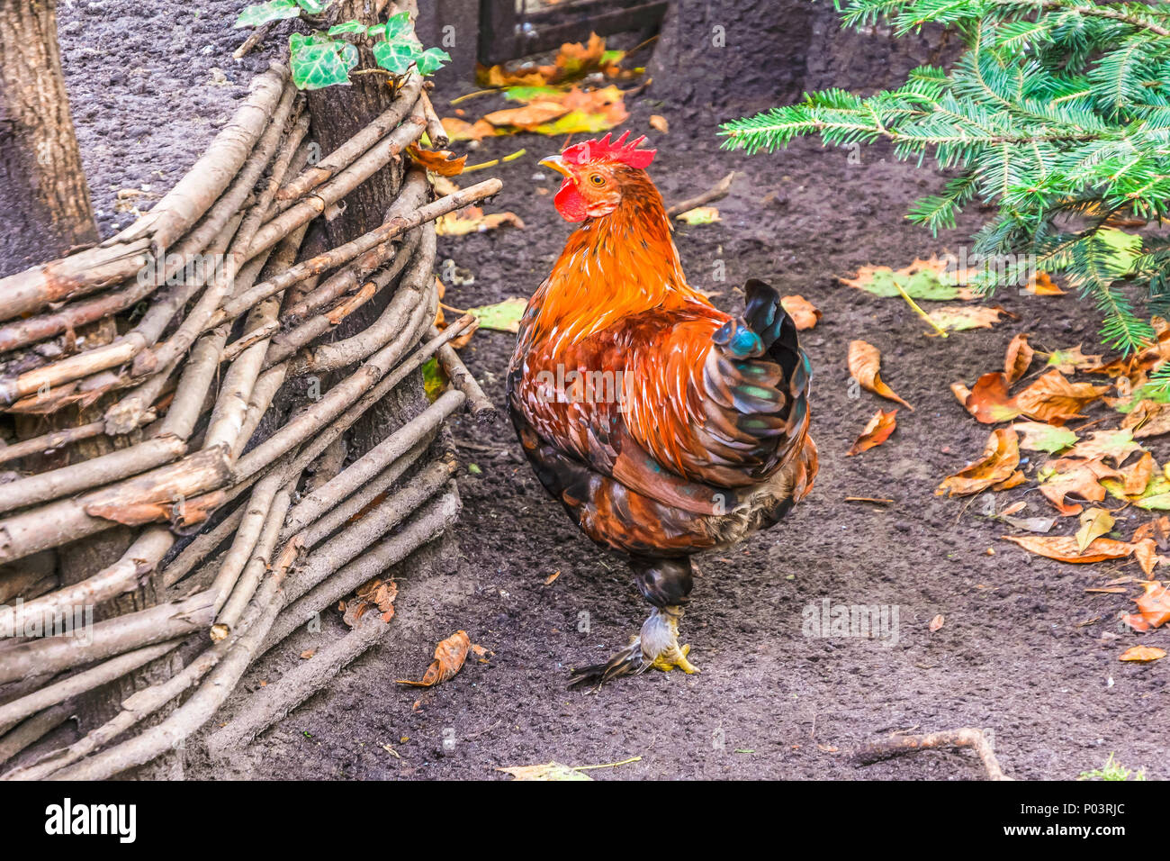 Beautiful black chicken walking hi-res stock photography and images - Alamy
