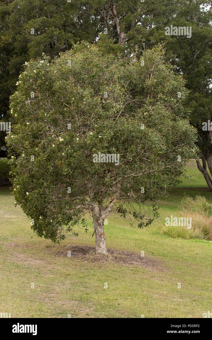 Broad-Leaved Paperbark trees (Melaleuca quinquenervia) within ...