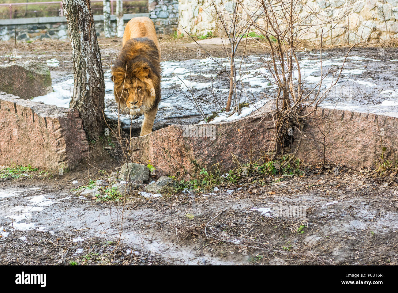The lion strolls through the frozen winter land Stock Photo - Alamy