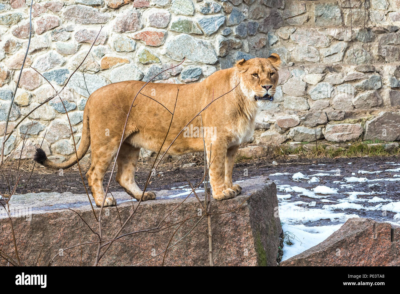 Lioness snow hi-res stock photography and images - Alamy
