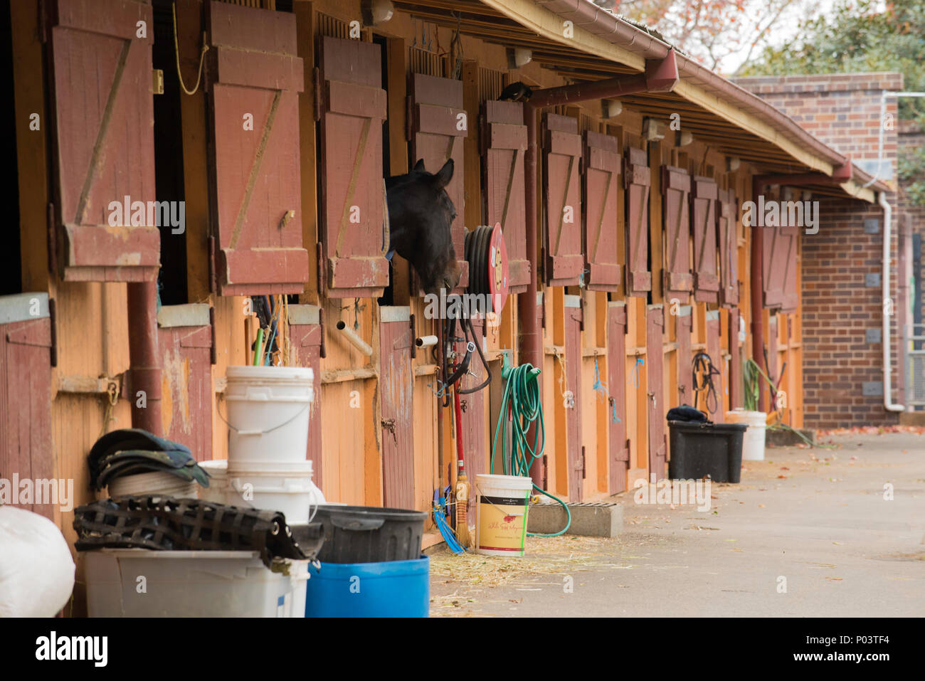 A horse pokes its head out from a stable at the Centennial Parklands ...