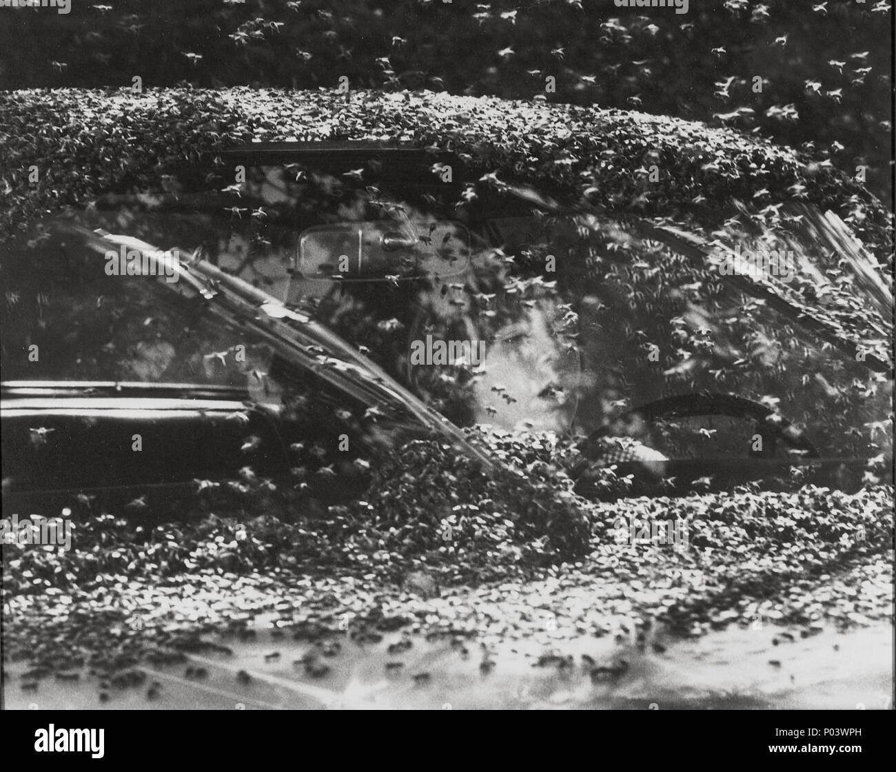 Original Film Title: THE SWARM. English Title: THE SWARM. Film Director ...