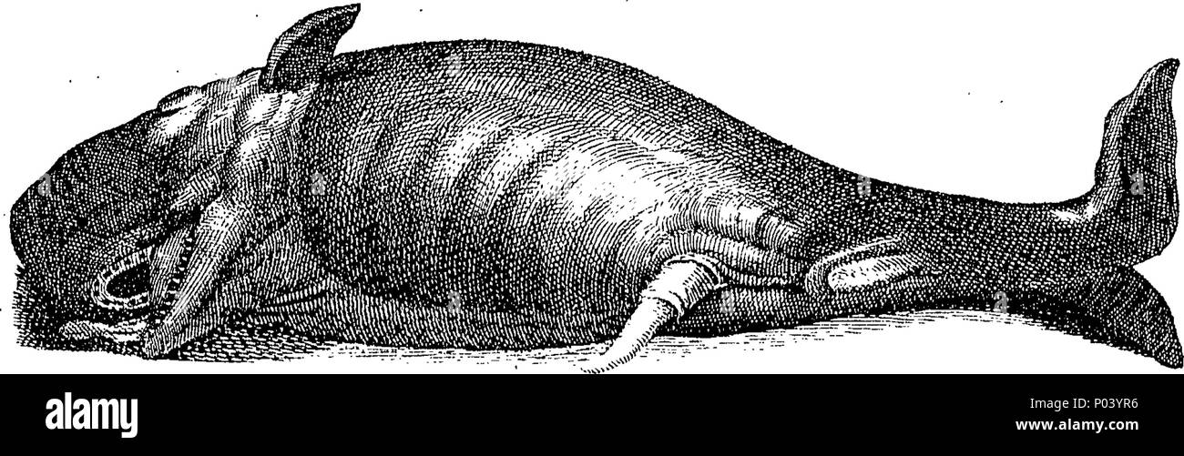 Animal copperplate Black and White Stock Photos & Images - Alamy