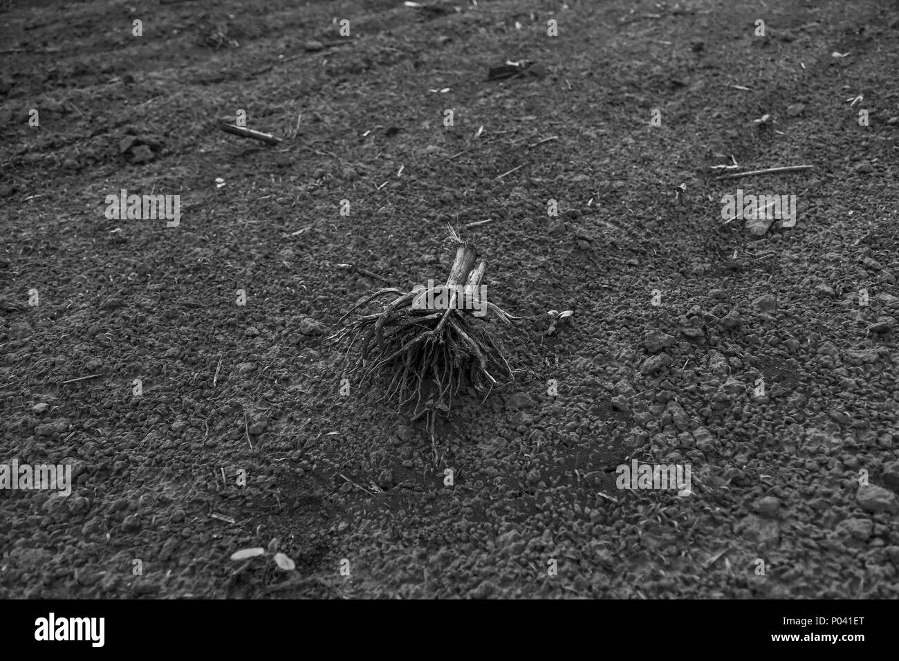 Tree seed soil isolated roots Black and White Stock Photos & Images - Alamy