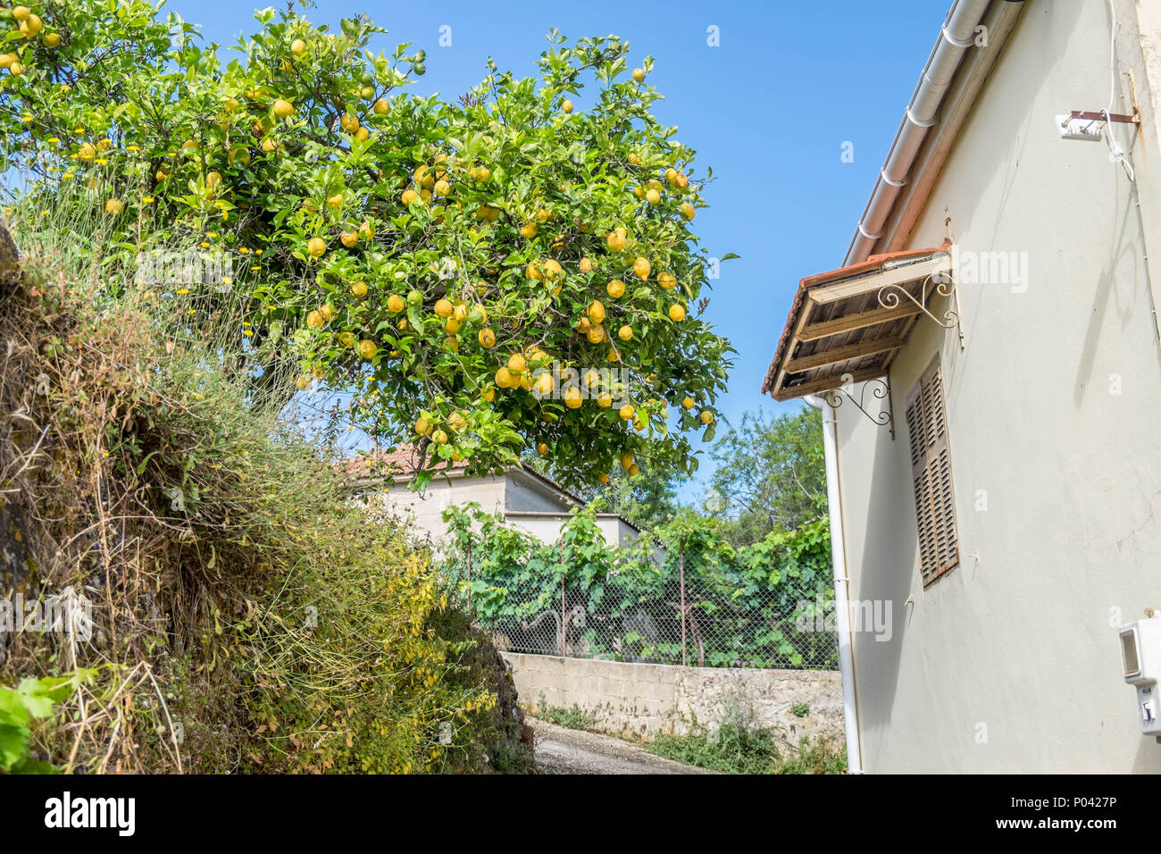 Lemon trees in a garden in Kefalonia, Greece Stock Photo - Alamy