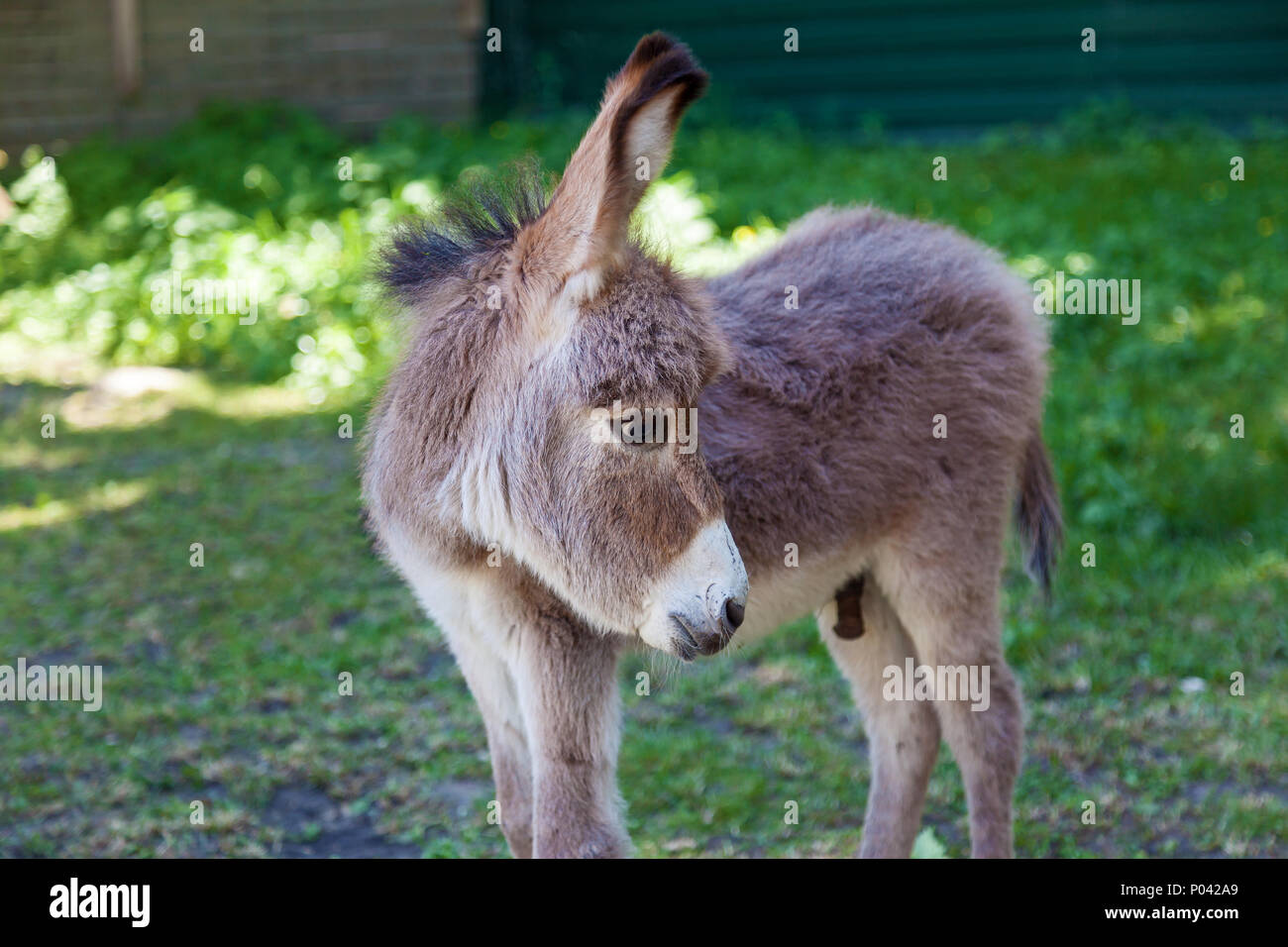 Two donkeys, mother and a cub standing in green surrounding looking at ...