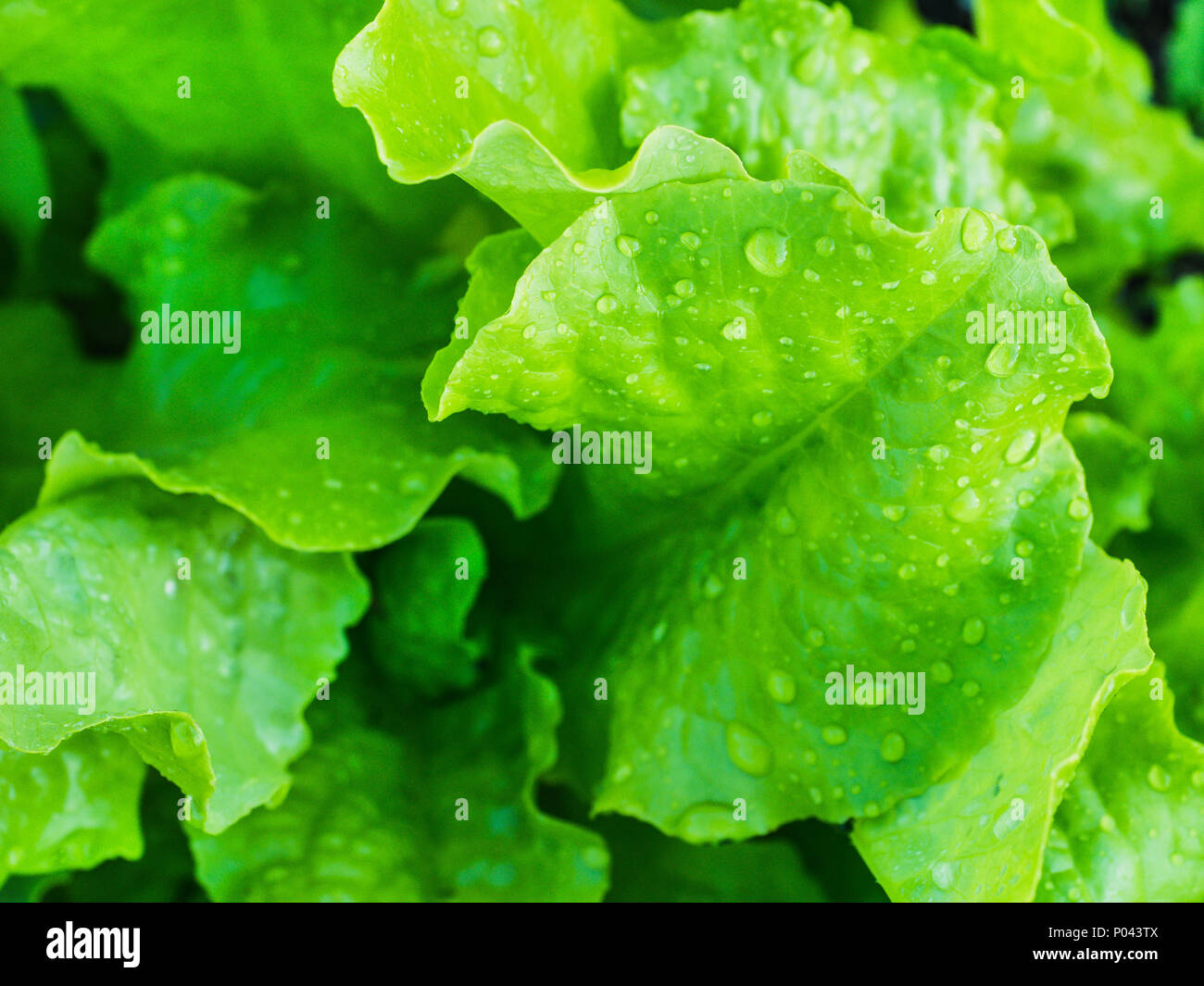 Fresh, bright, green leaves of a lettuce with drops of morning dew ...