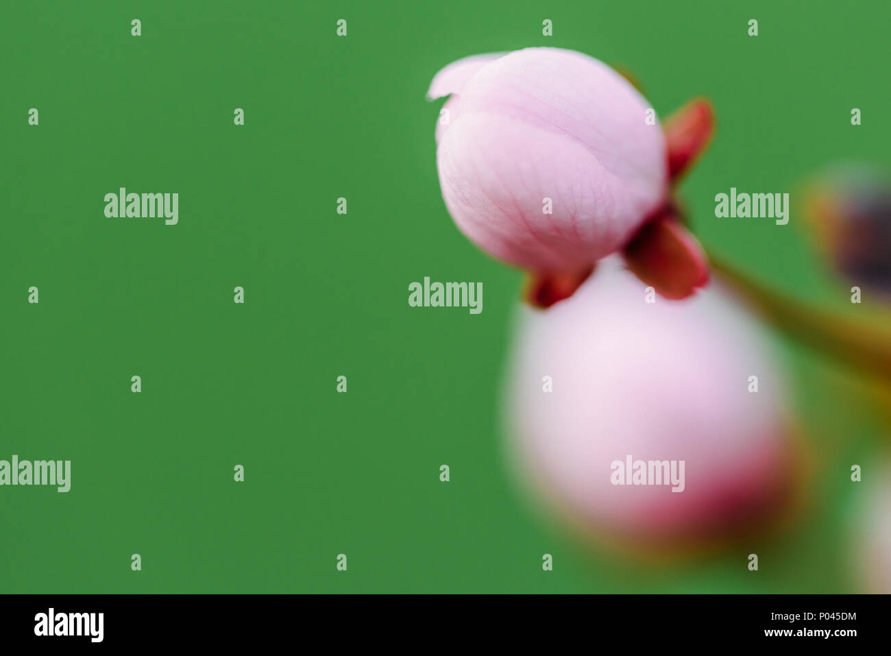 Cherry tree flower hi-res stock photography and images - Alamy