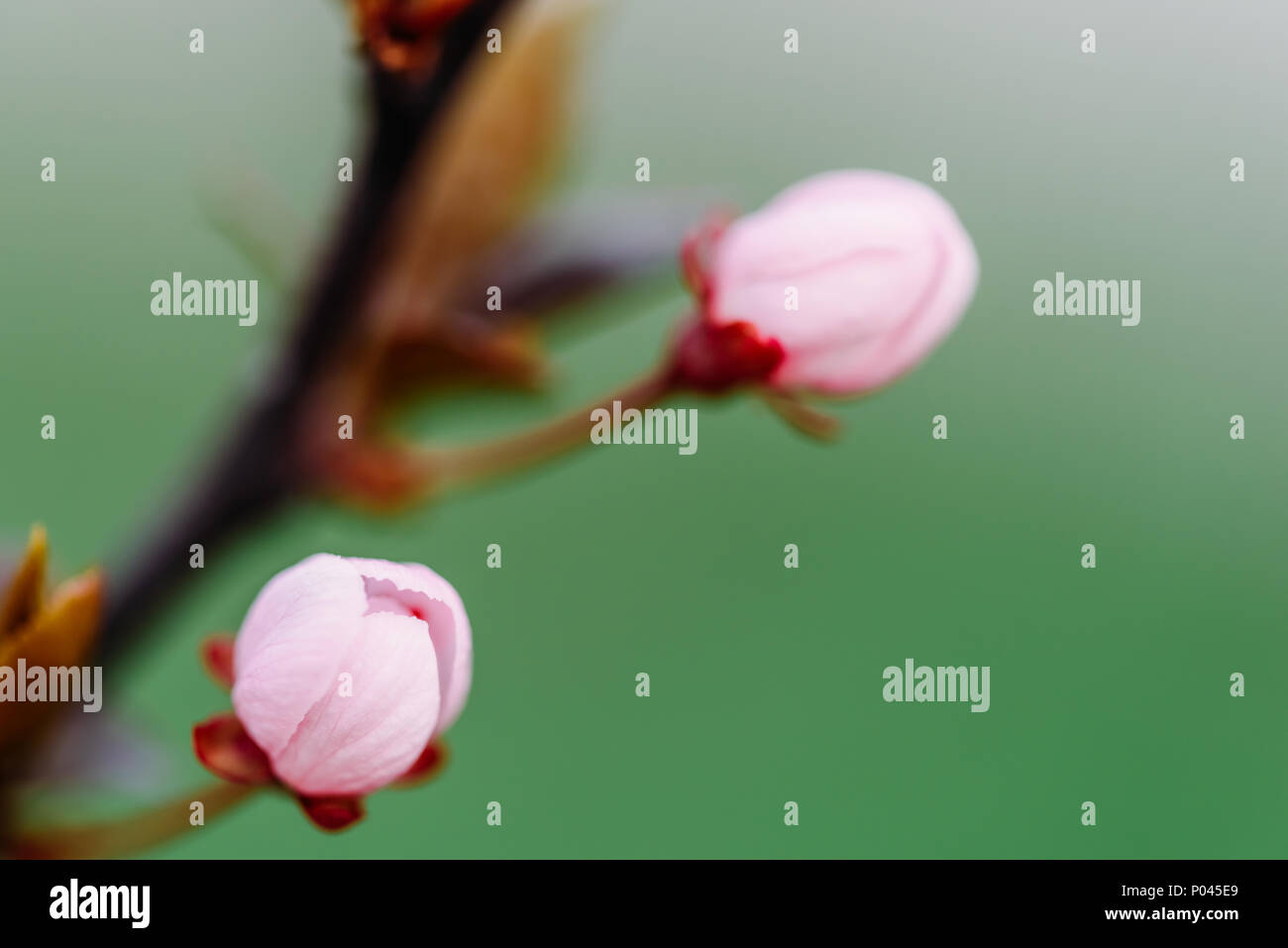 Budding cherry tree hi-res stock photography and images - Alamy