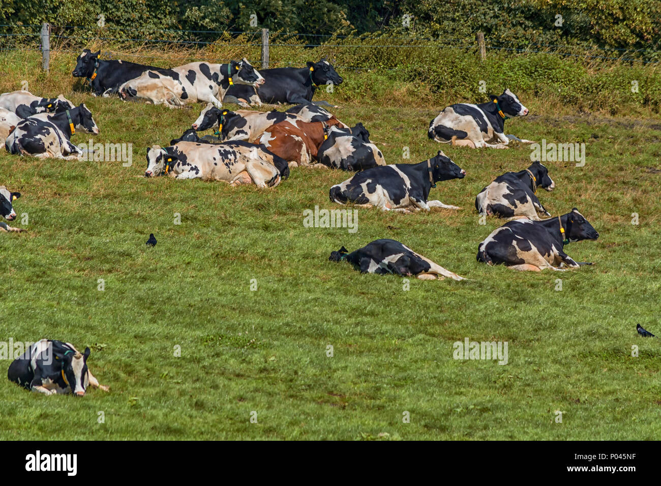 Cows of a dairy grazing on fields of a farm Stock Photo - Alamy