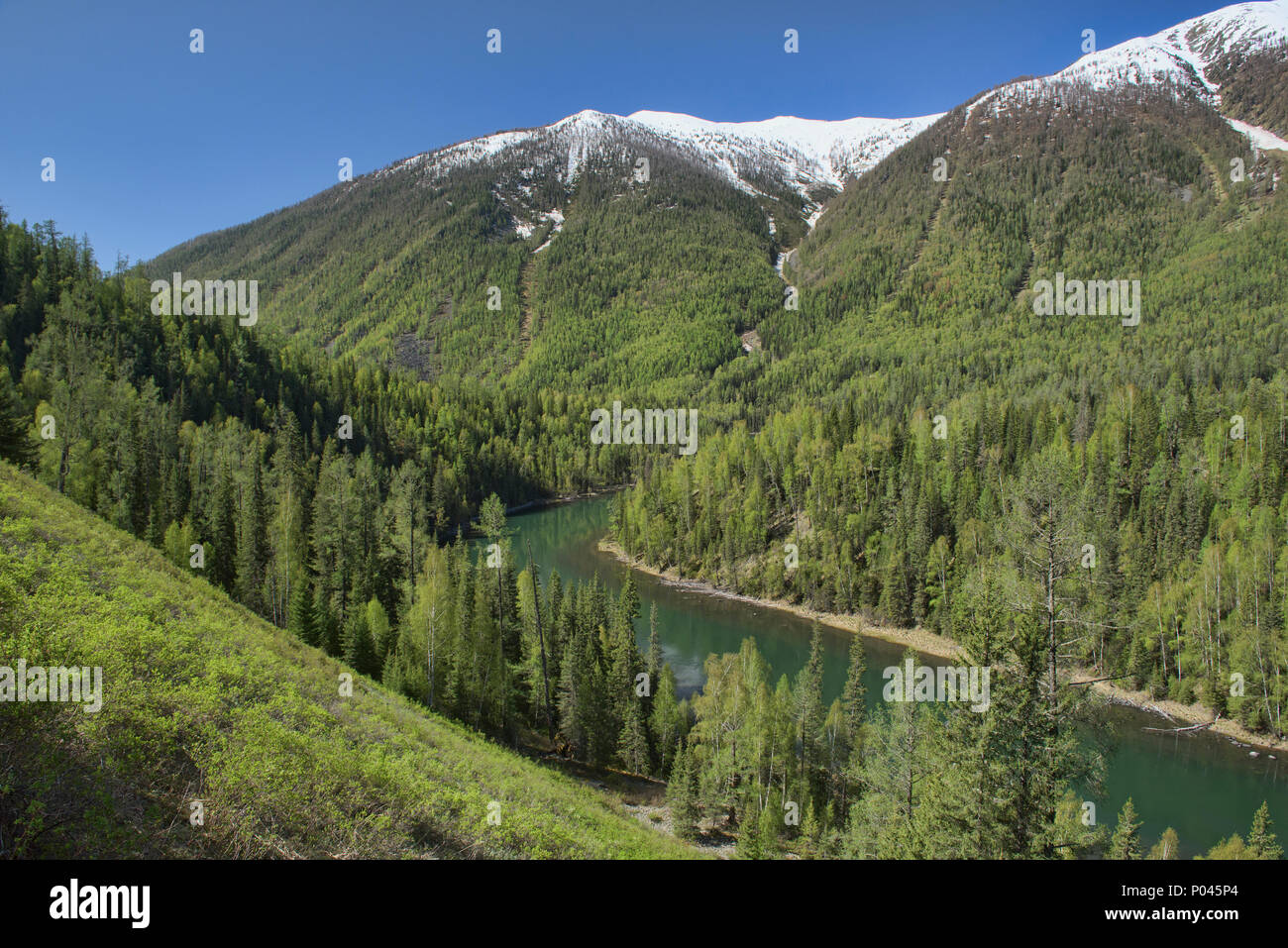 River birch hi-res stock photography and images - Alamy
