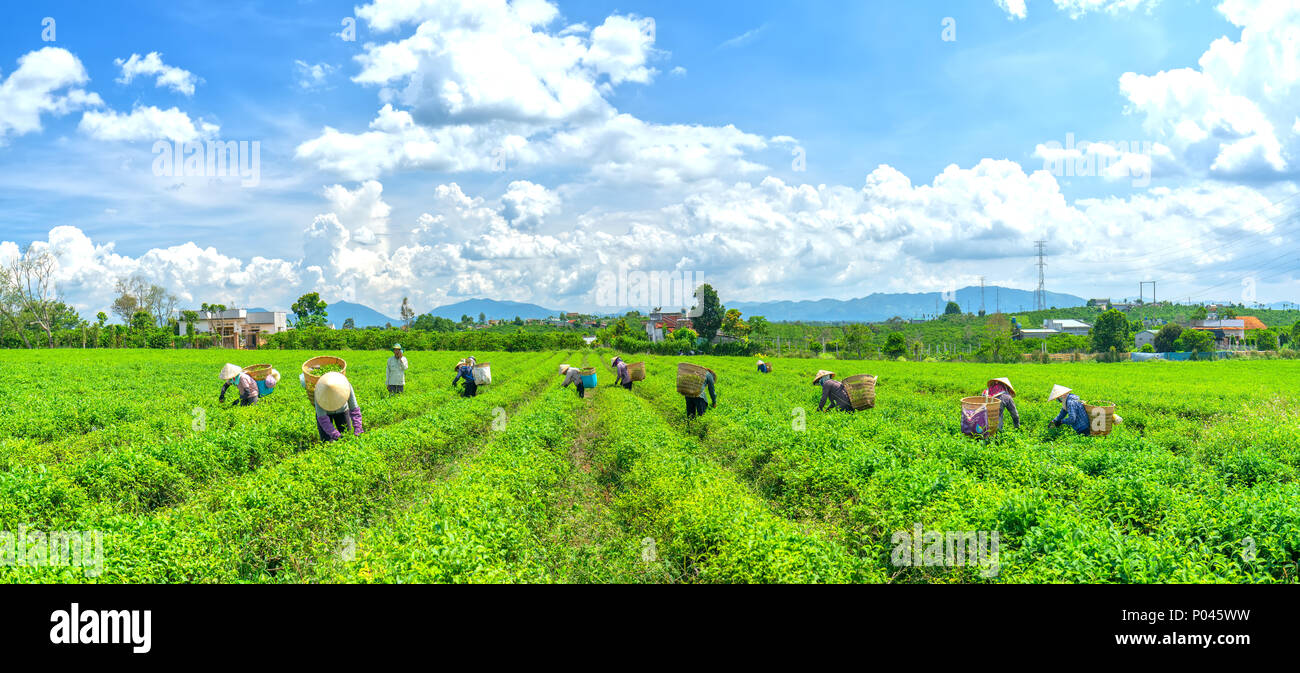 Group farmers in labor costume, conical hats harvesting tea in the ...