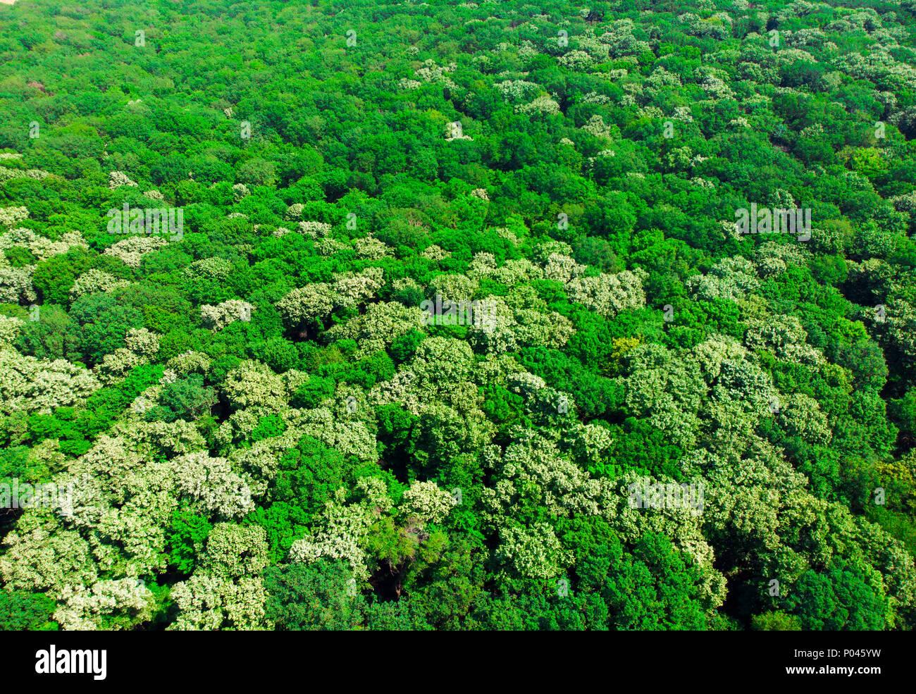 Beautiful green forest aerial view hi-res stock photography and images ...